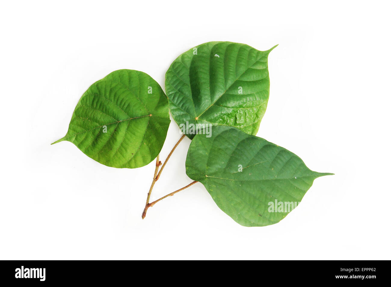 Pterospermum subpeltatum hi-res stock photography and images - Alamy