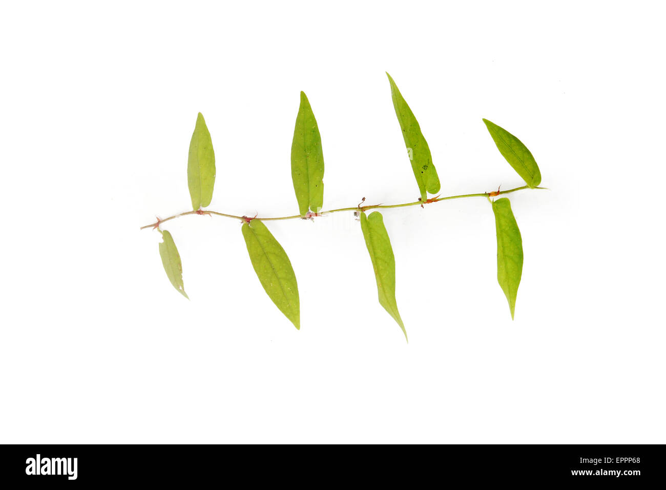 Ficus Sp High Resolution Stock Photography and Images - Alamy