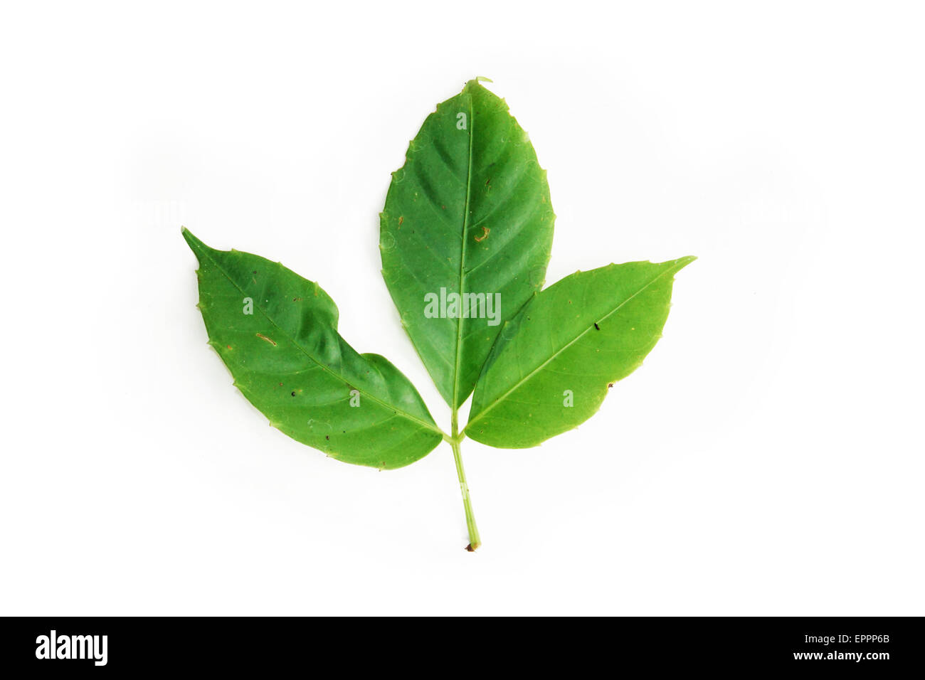 Bilipatra Png | atelier-yuwa.ciao.jp