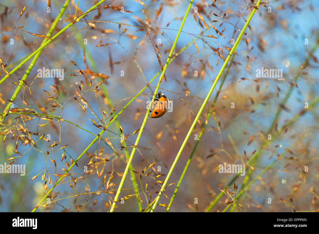 the summer meadow and ladybug on a grass Stock Photo - Alamy