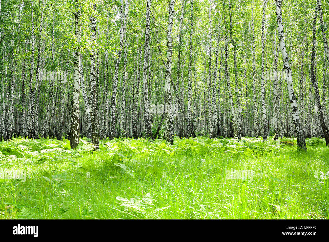 summer landscape with the birch forest Stock Photo - Alamy