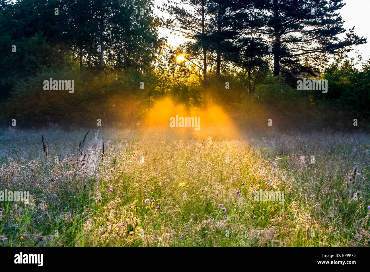 Morning sun beams hi-res stock photography and images - Alamy