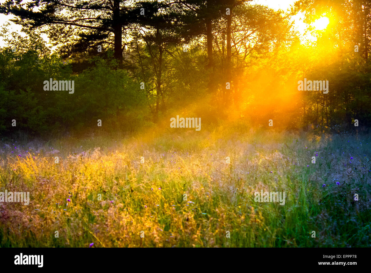 beautiful rural landscape with the sun beams on a meadow Stock Photo ...