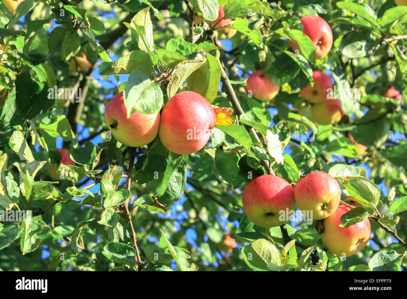 crop of red apples on an apple-tree Stock Photo - Alamy