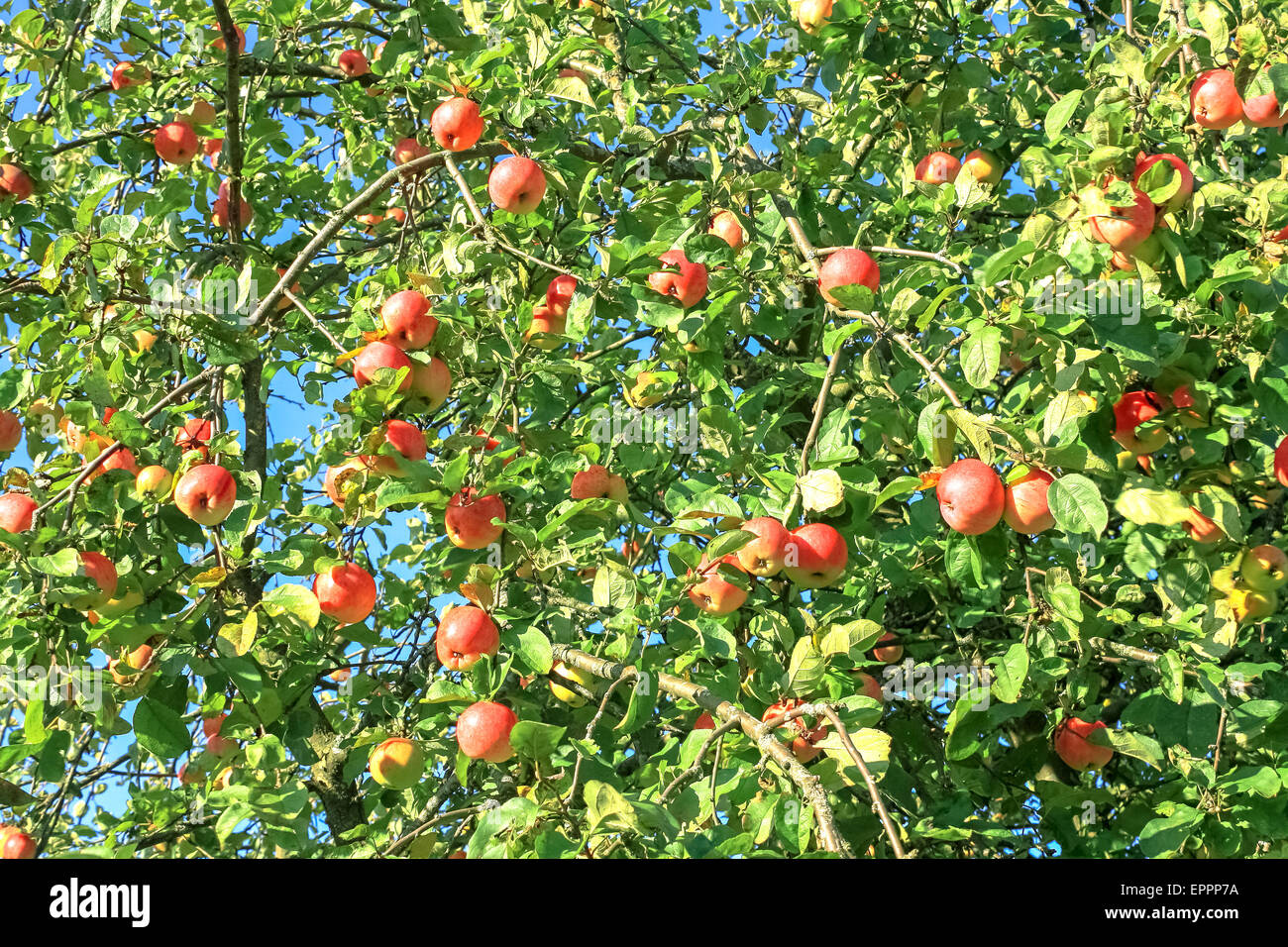crop of red apples on an apple-tree Stock Photo - Alamy