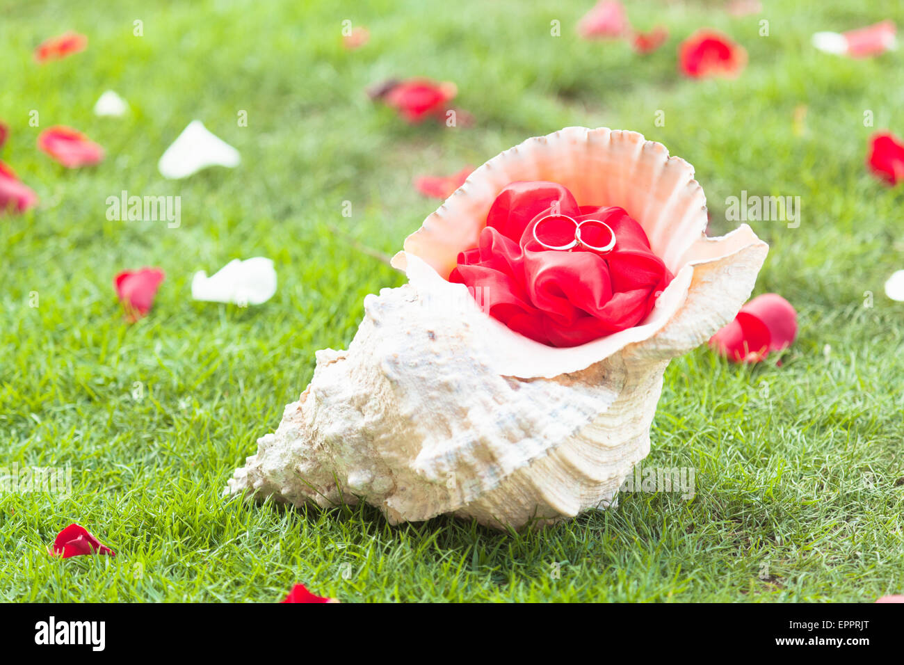 Seashell Inside High Resolution Stock Photography and Images - Alamy