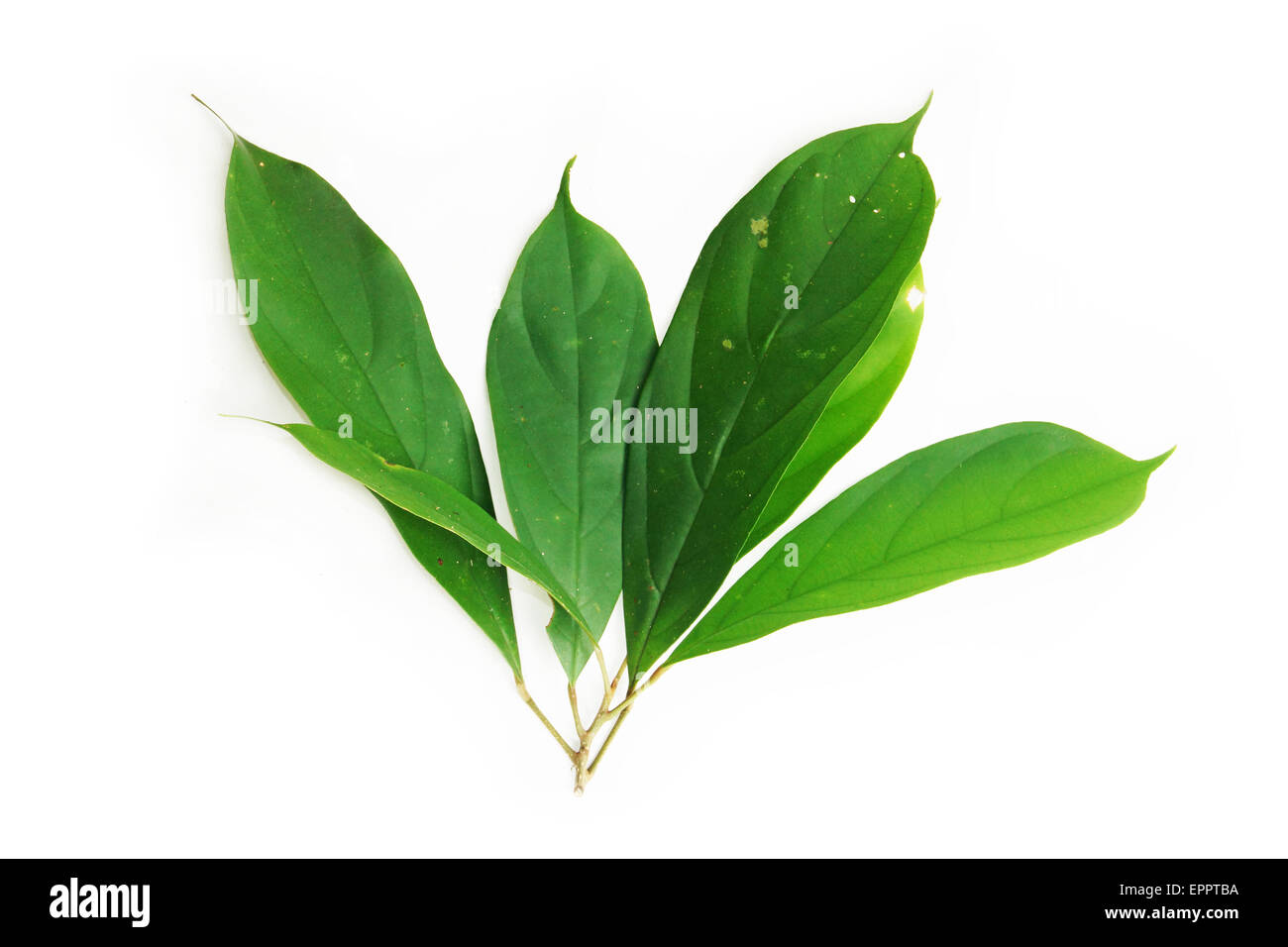 Achariaceae Ryparosa acuminata Stock Photo - Alamy