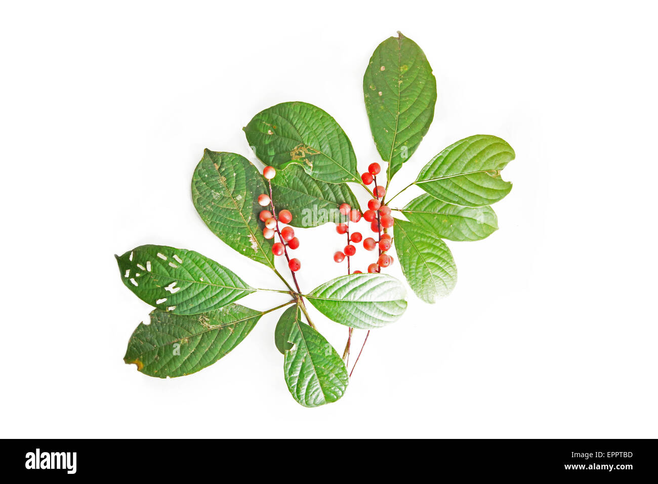 Phyllanthaceae hi-res stock photography and images - Alamy