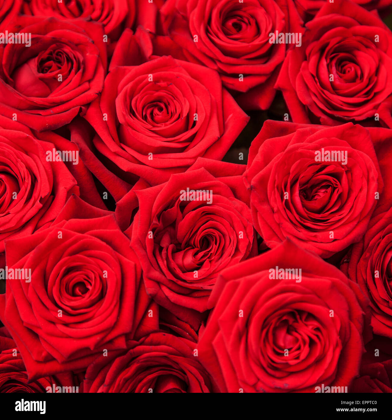 Fine grown red roses Stock Photo - Alamy