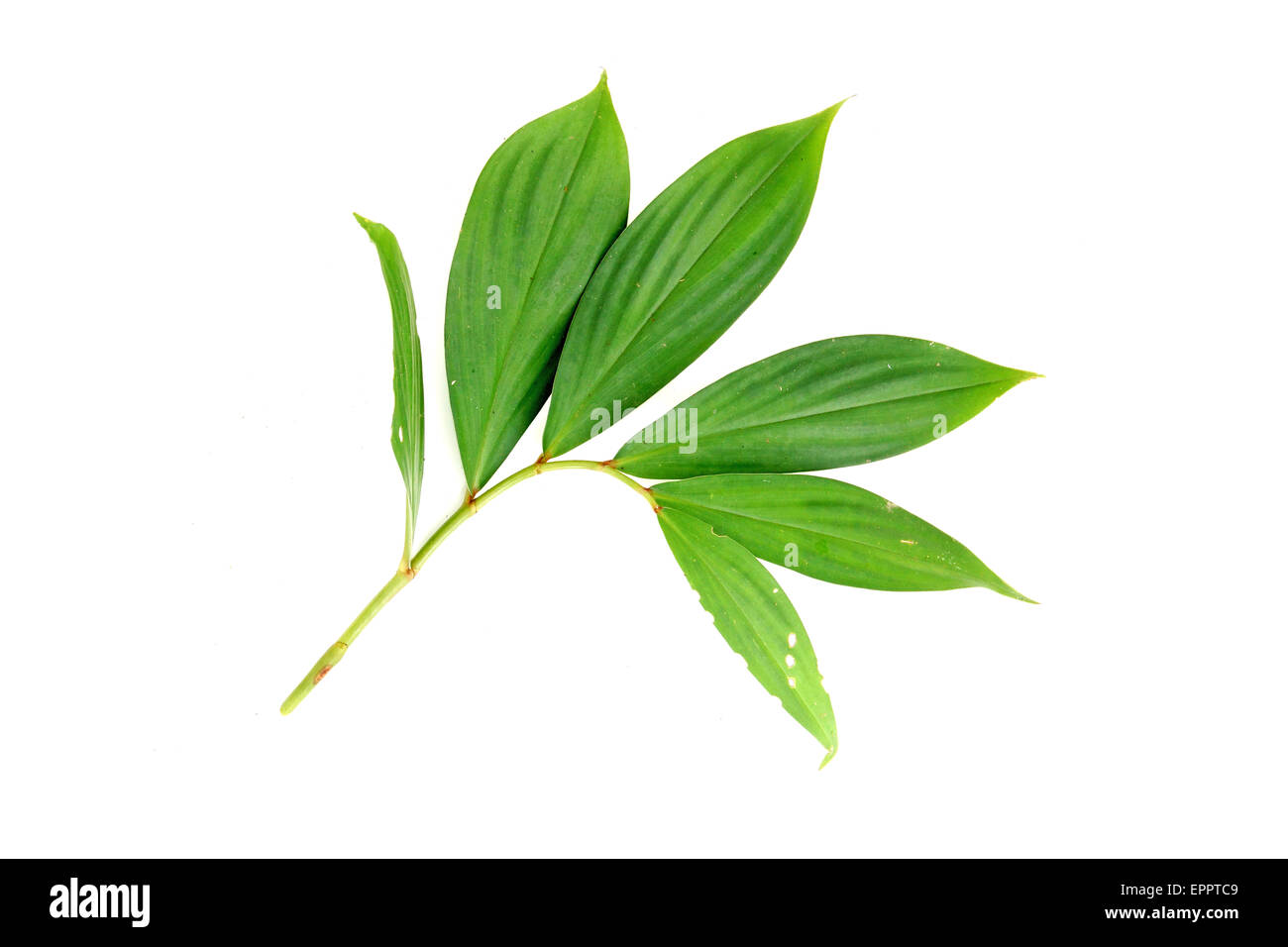 Costaceae hi-res stock photography and images - Alamy