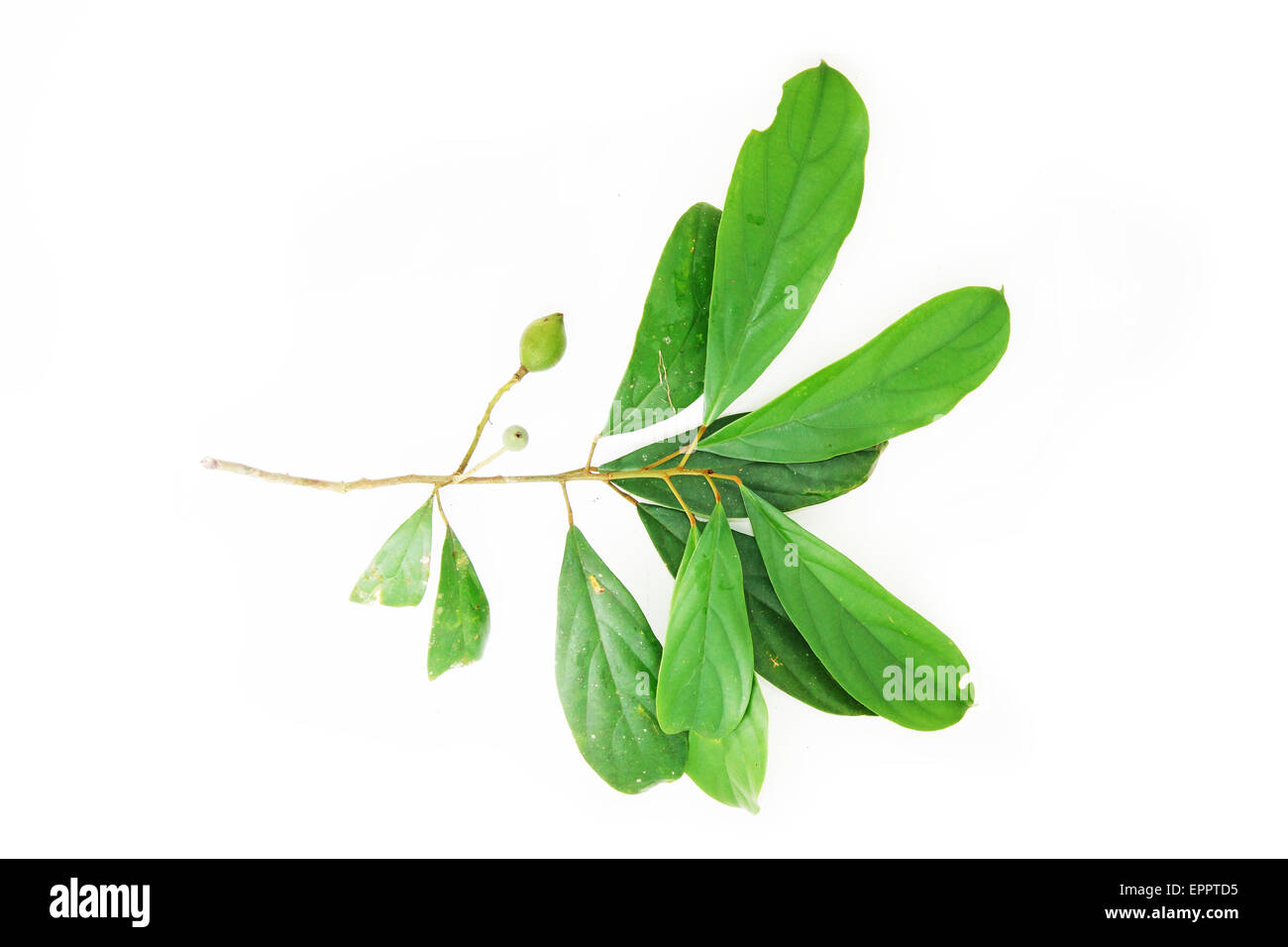 Ryparosa acuminata Achariaceae Stock Photo - Alamy