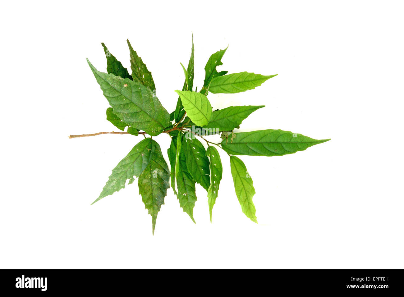 Pentace laxiflora hi-res stock photography and images - Alamy