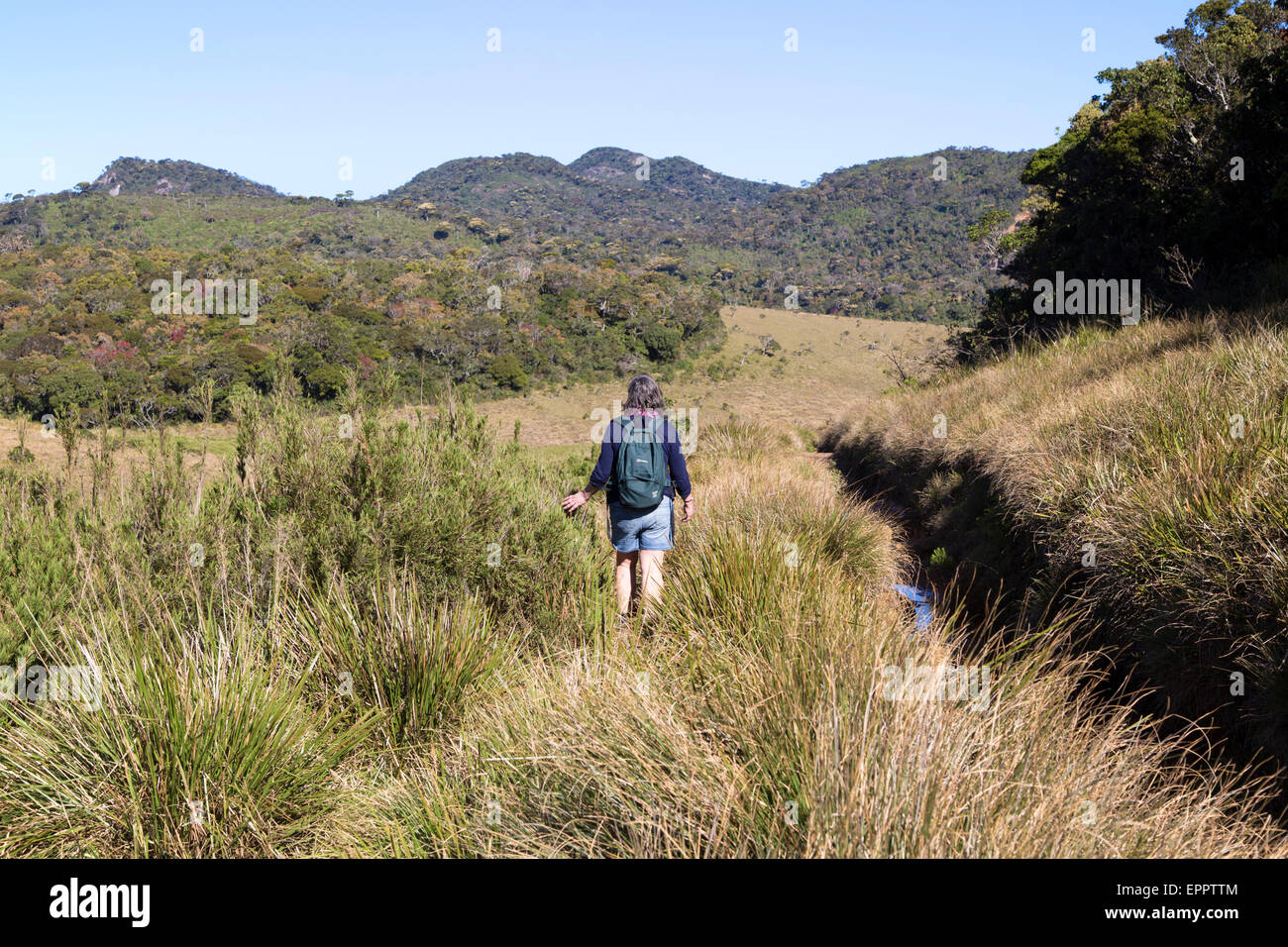 Woman walker in horton plains national park montane grassland ...