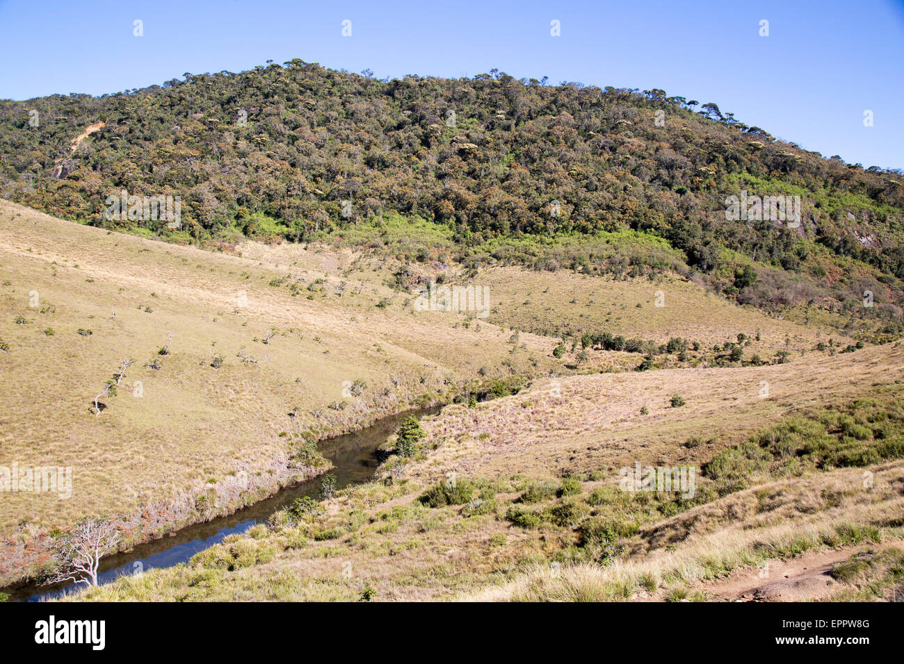 Montane grassland and cloud forest environment Horton Plains national ...