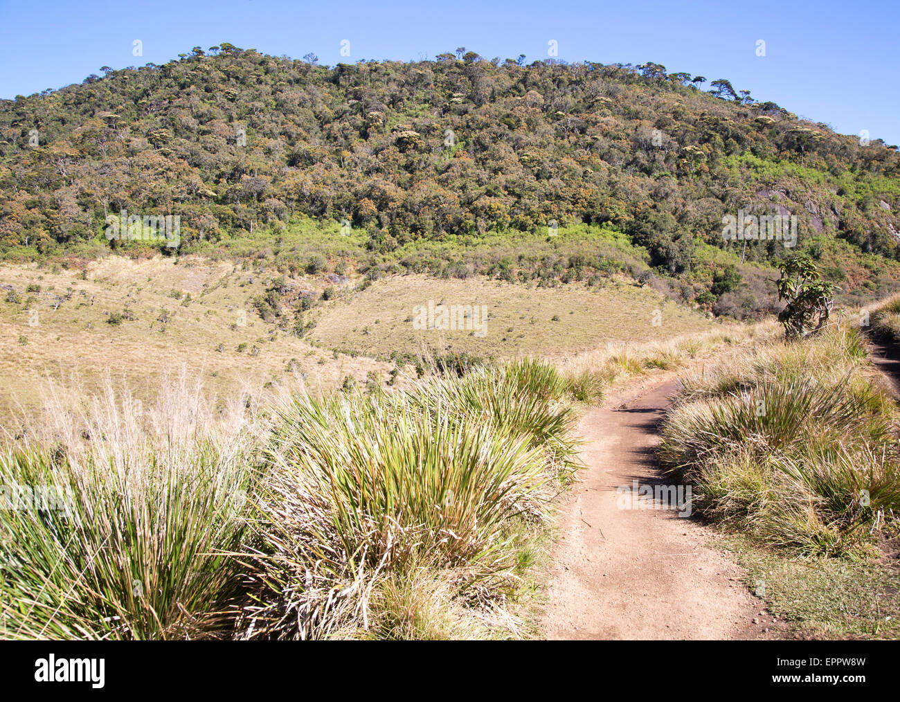 Montane grassland and cloud forest environment Horton Plains national ...