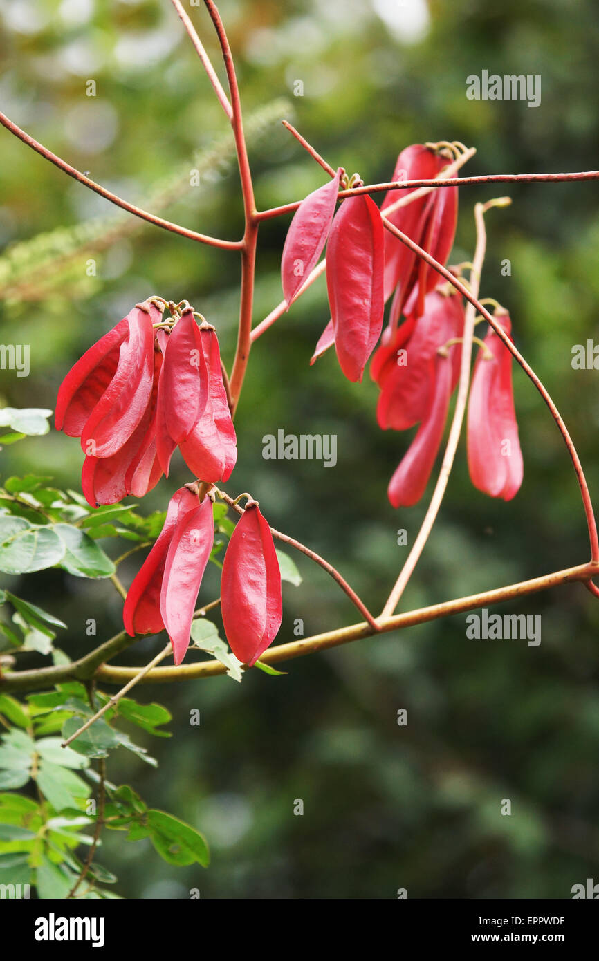 Caesalpinia sumatrana Caesalpiniaceae Stock Photo - Alamy