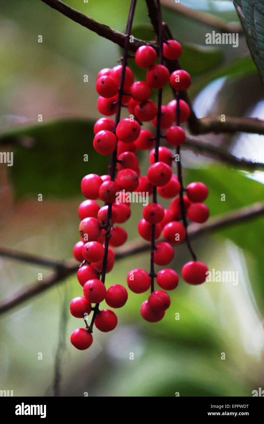 Phyllanthaceae hi-res stock photography and images - Alamy