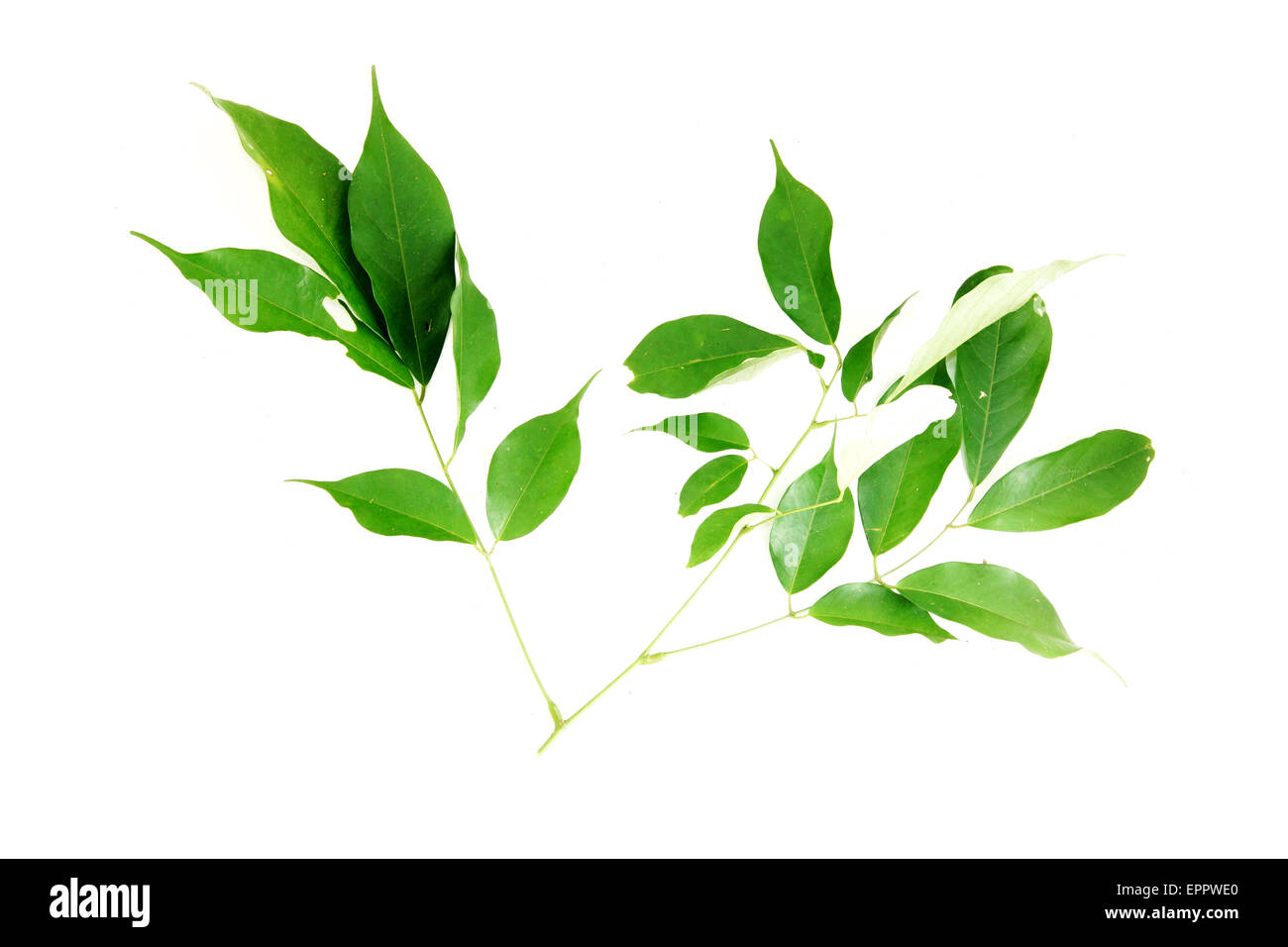 Fordia splendidissima Fabaceae Stock Photo - Alamy