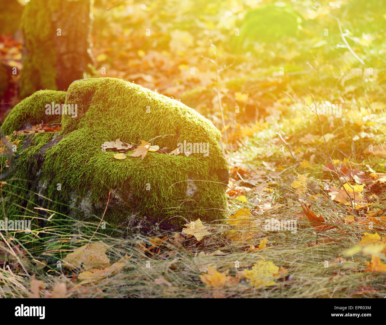 Moss in forest Stock Photo - Alamy