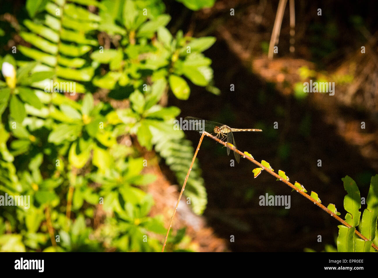 George morikami hi-res stock photography and images - Alamy