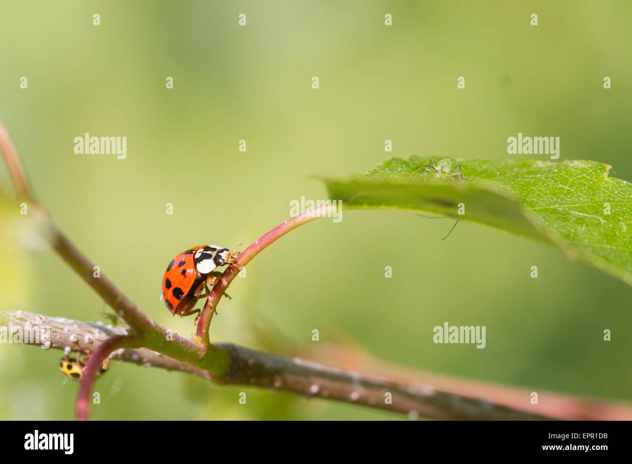 ladybird on a leaf close up Stock Photo - Alamy