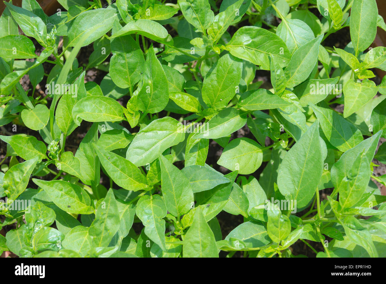 Selective focus on young lush green leaves of little chilli crops by ...
