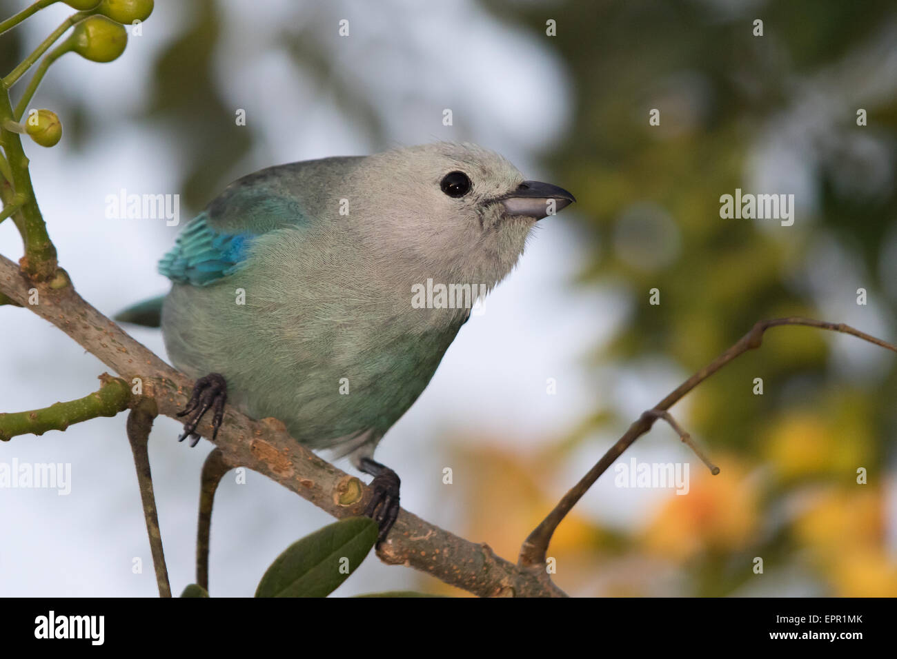 Blue Tanager Stock Photos & Blue Tanager Stock Images - Alamy