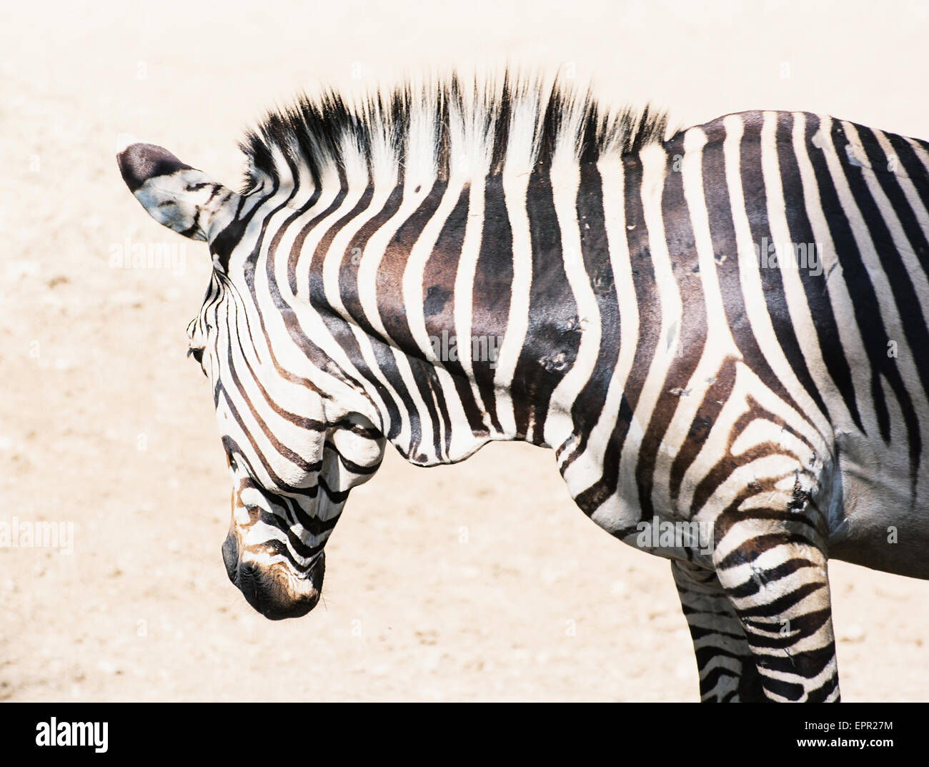 Hartmann's mountain zebra (Equus zebra hartmannae). Animal theme Stock ...