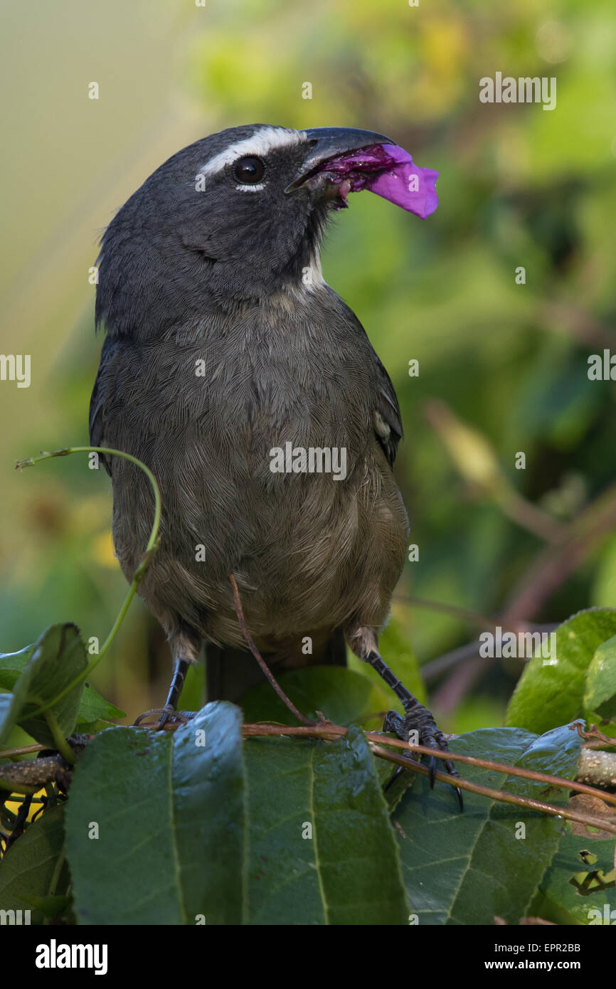 Greyish saltator saltator coerulescens hi-res stock photography and ...