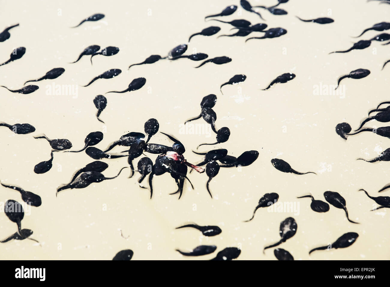Group of tadpoles in the lake. Natural background Stock Photo - Alamy