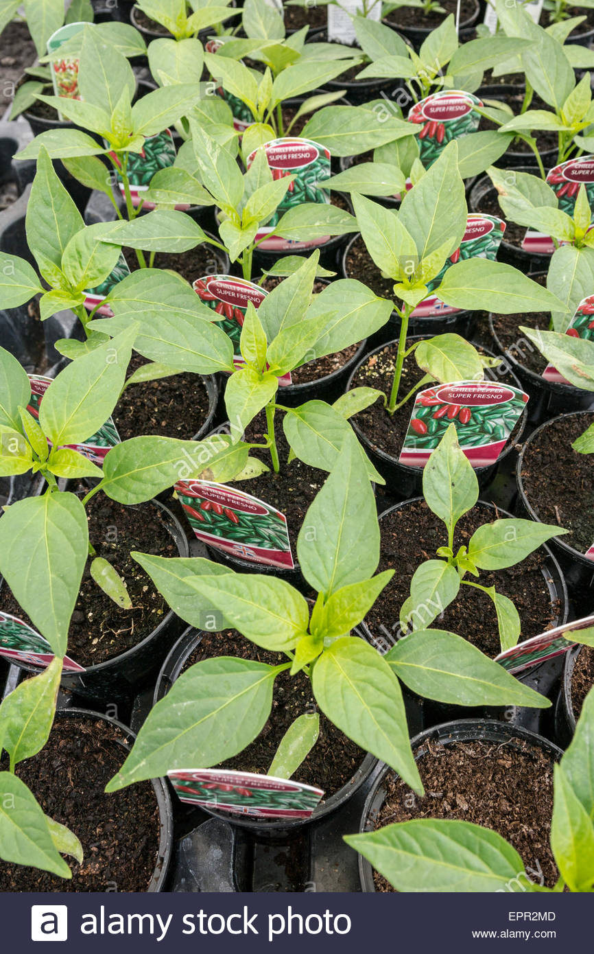 Chilli Plants Stock Photos & Chilli Plants Stock Images - Alamy
