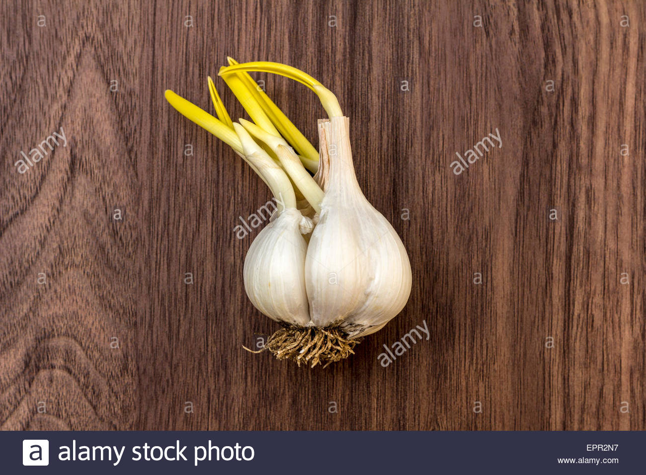 Bulb Growing Stock Photos & Bulb Growing Stock Images - Alamy