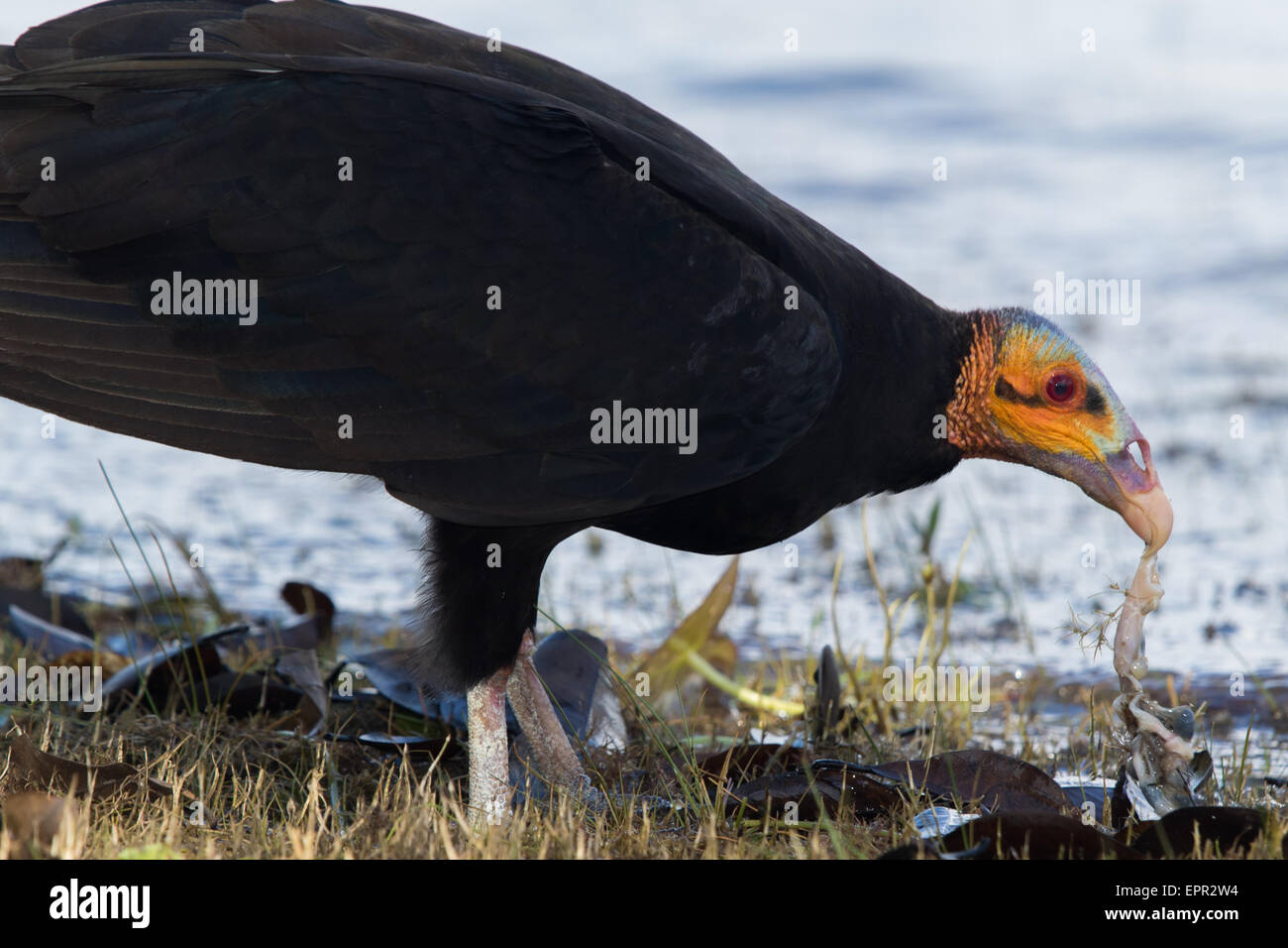 Lesser Yellow-headed Vulture (Cathartes burrovianus Stock Photo - Alamy