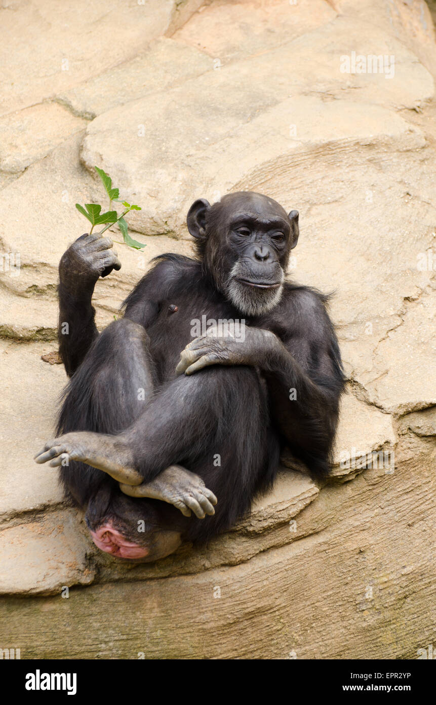 Chimpanzee with sprig of leaves relaxing in a zoo Stock Photo - Alamy