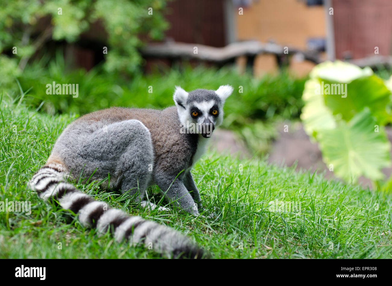 Ring Tailed lemur in captivity Stock Photo - Alamy