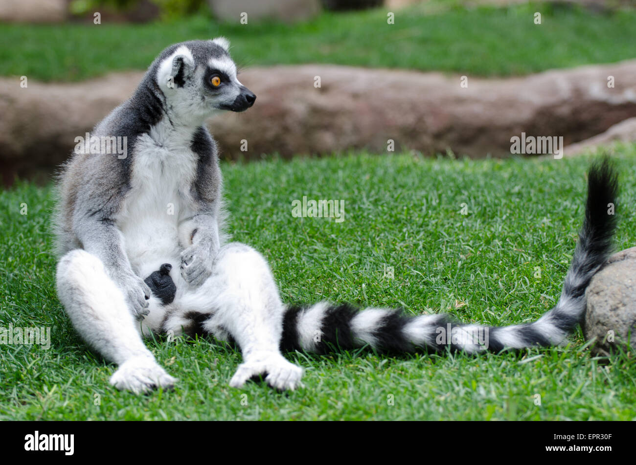 Ring Tailed lemur in captivity Stock Photo - Alamy