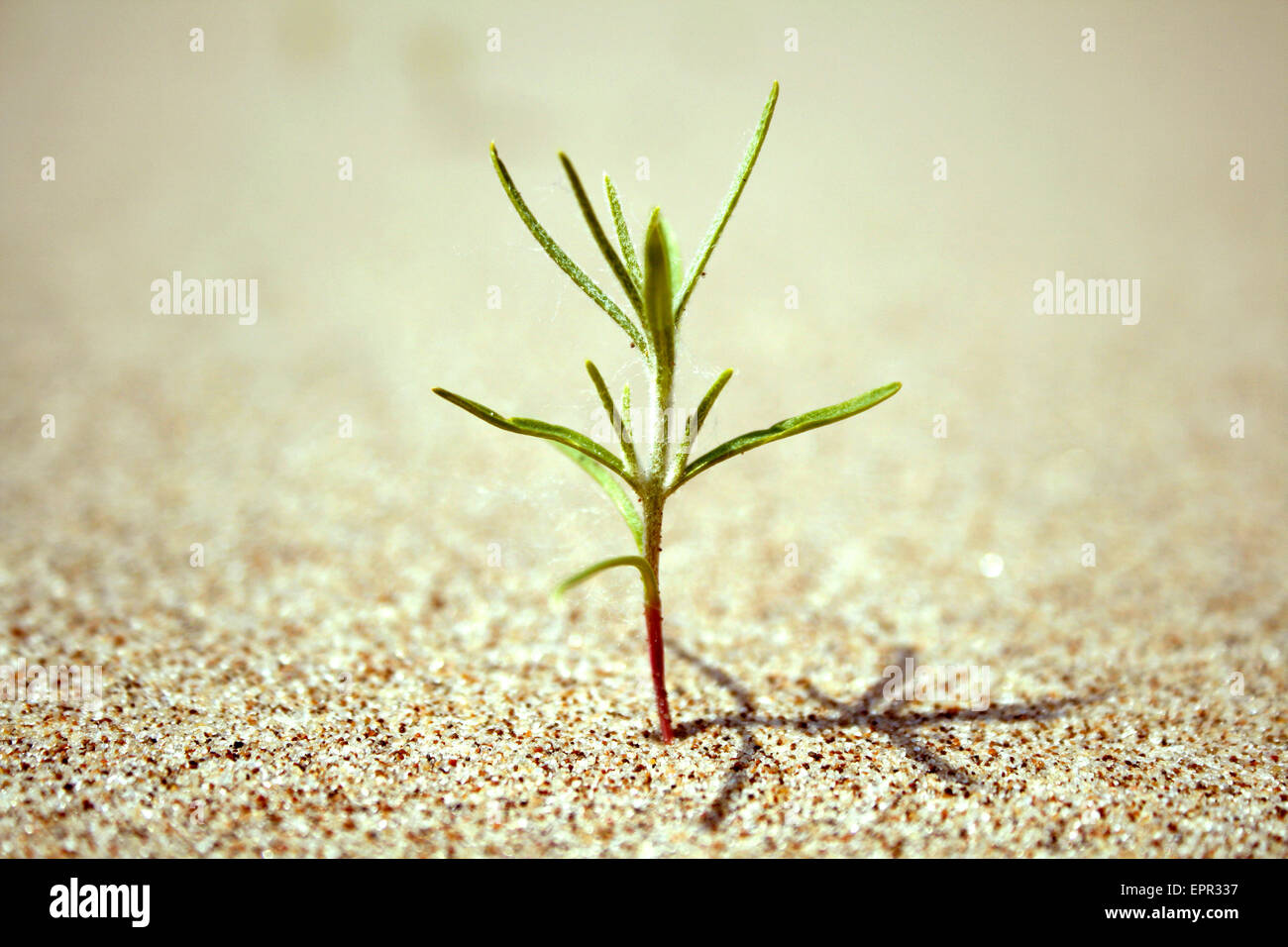 bud sprout in the sand Stock Photo - Alamy