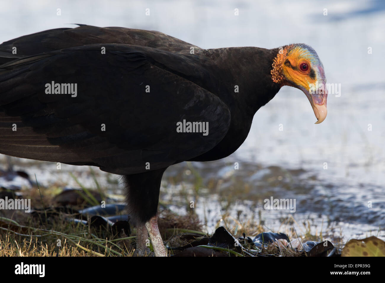 Lesser Yellow-headed Vulture (Cathartes burrovianus Stock Photo - Alamy