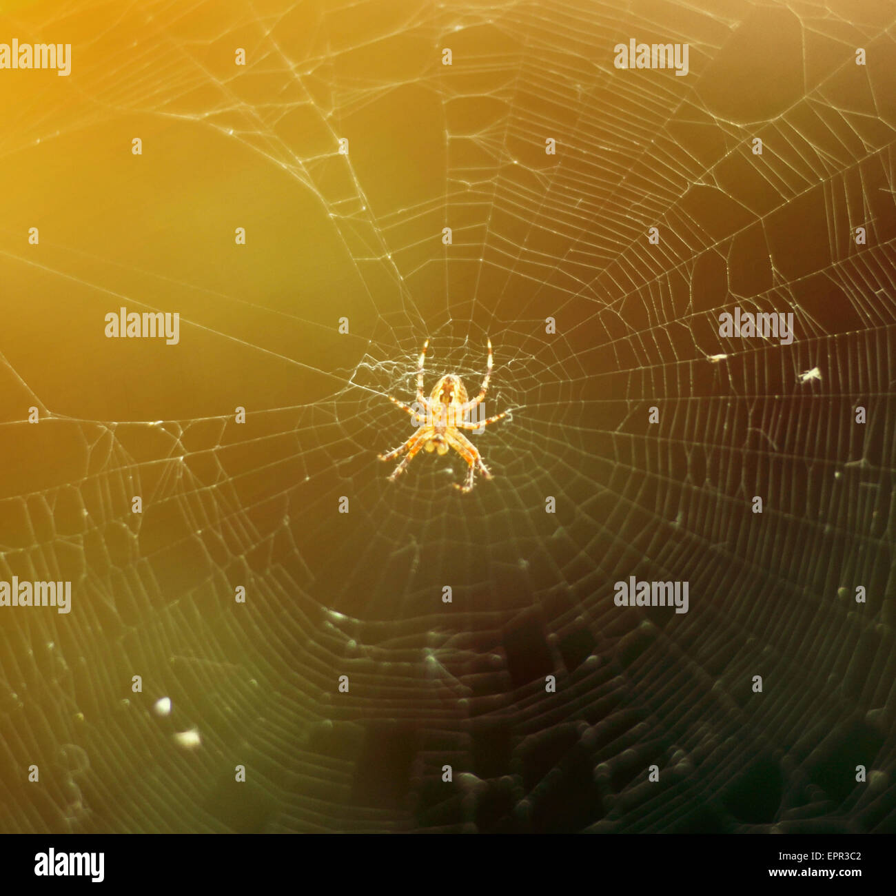 Spider and web close up Stock Photo - Alamy