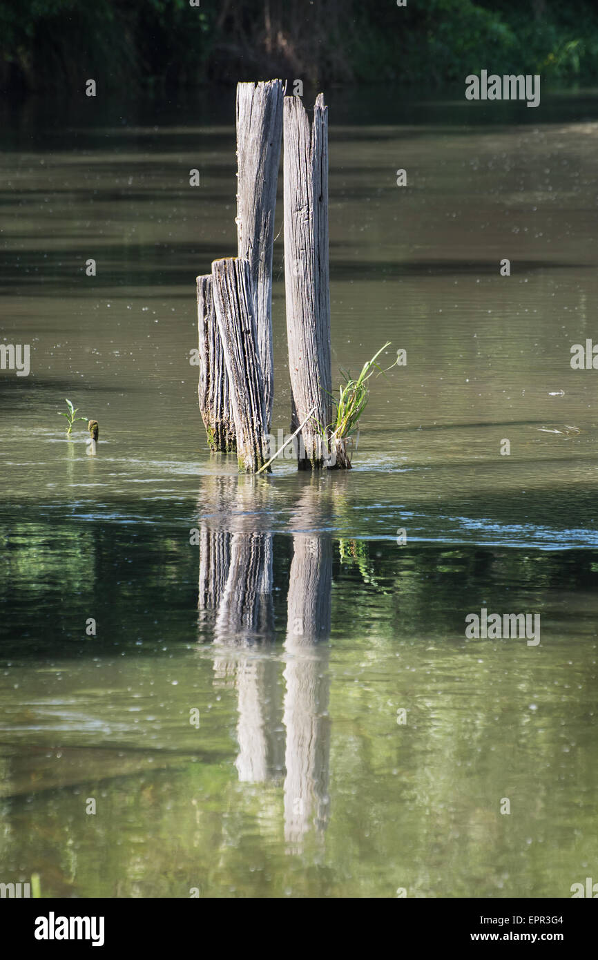 Wooden mooring posts sticking out of the water. Natural theme Stock ...