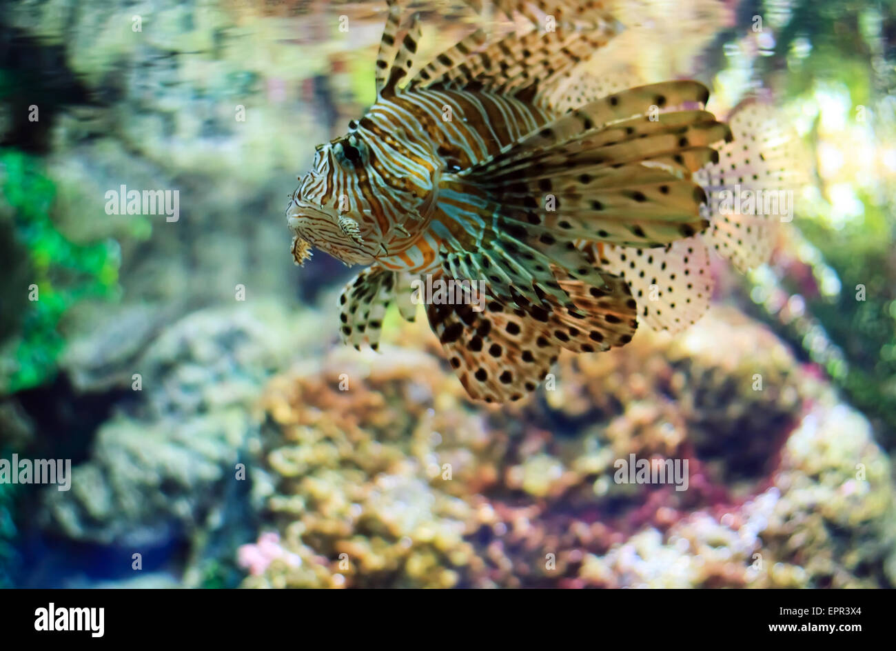 Lionfish (Pterois mombasae) on a coral reef Stock Photo - Alamy
