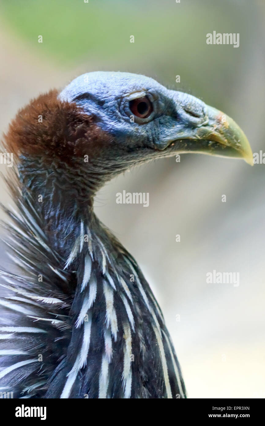 Big bird species hi-res stock photography and images - Alamy