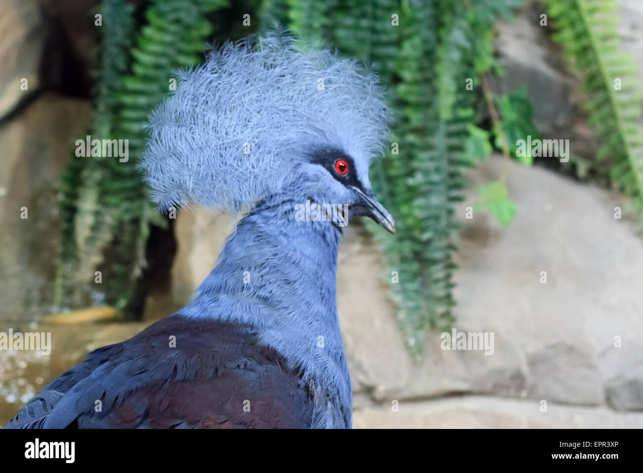 Exotic blue bird Victoria Crowned Pigeon in wild nature Stock Photo - Alamy