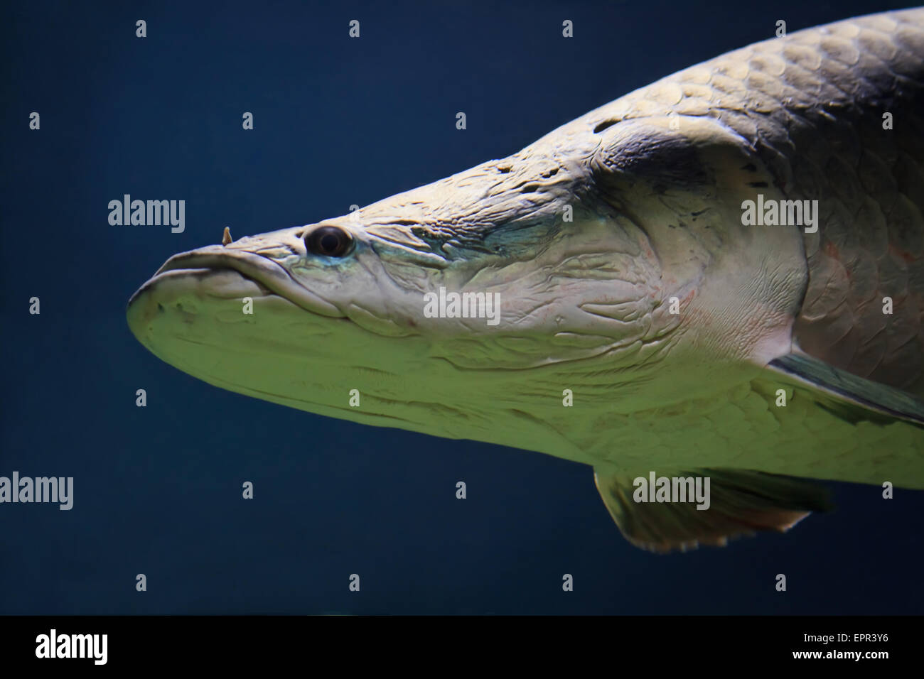 Arapaima Gigas Teeth