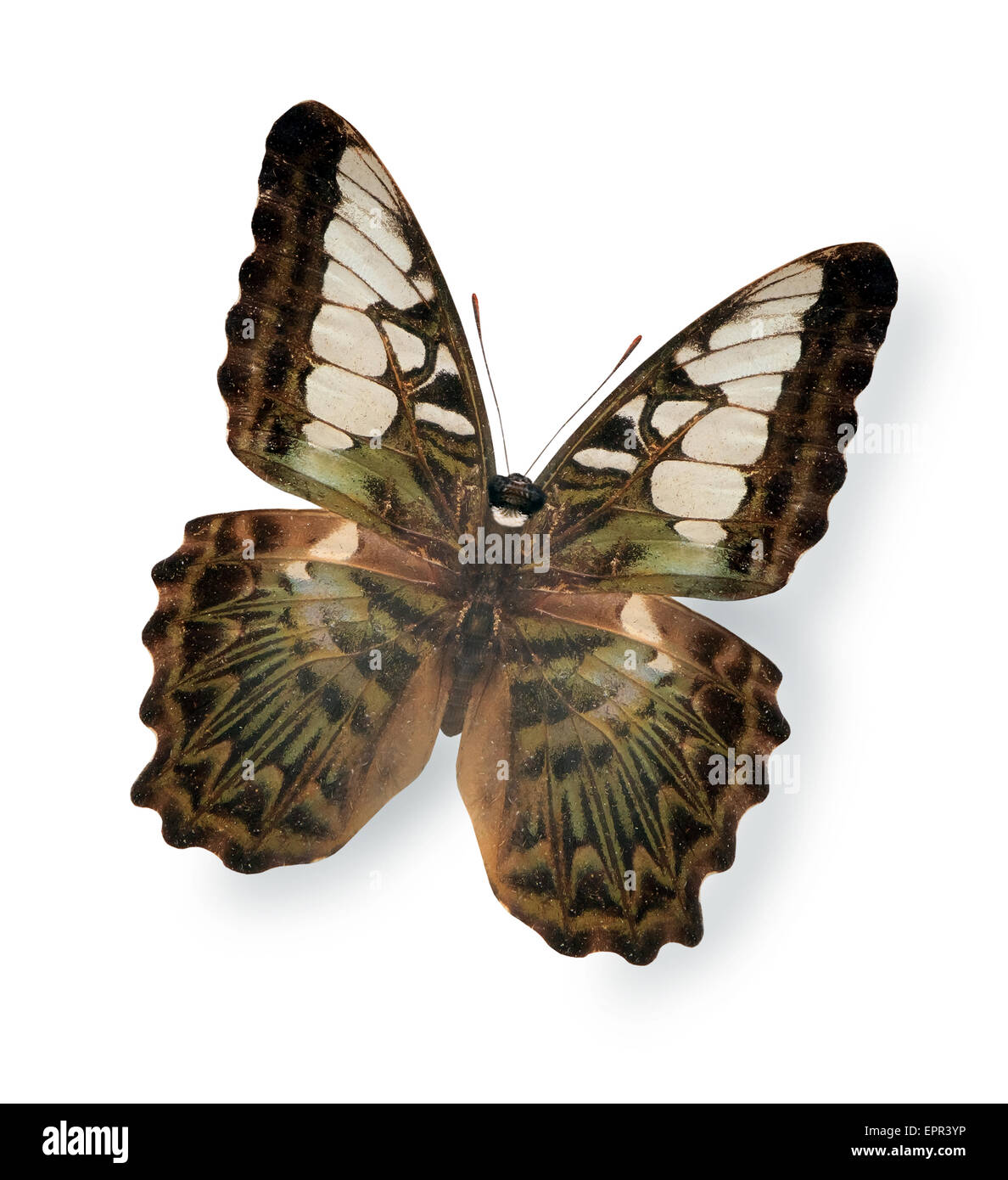 Beige butterfly isolated on white background Stock Photo - Alamy