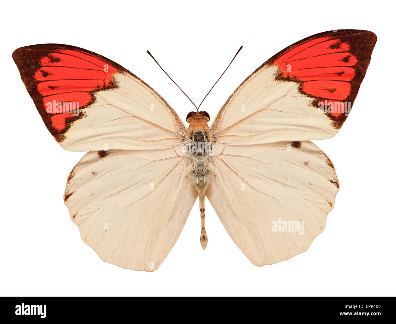 beige and red butterfly isolated on white Stock Photo - Alamy