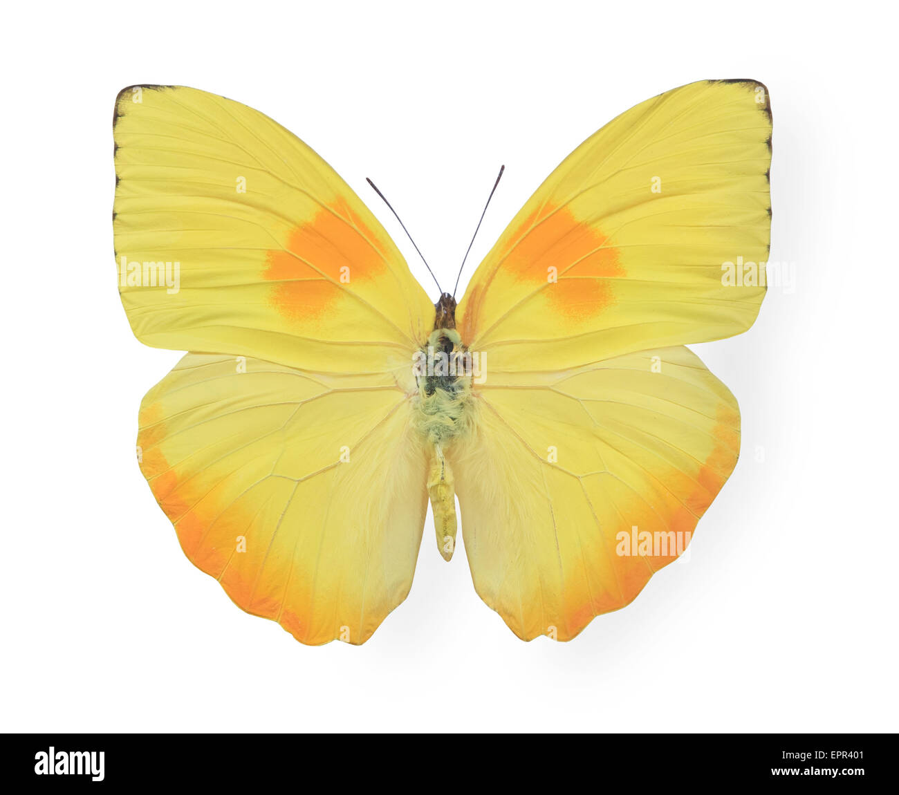 Yellow Butterfly Wallpaper Chevrolet