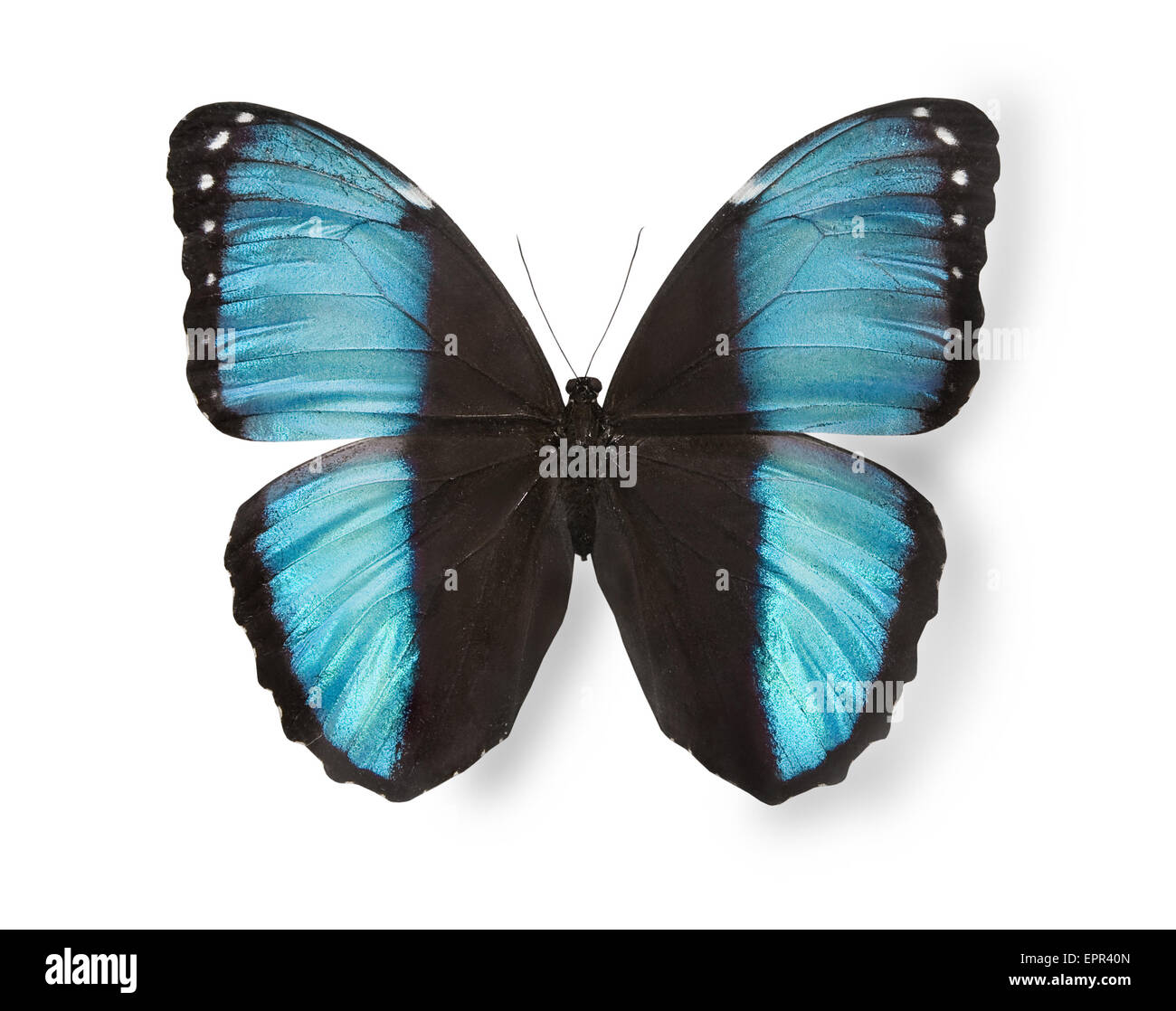 Blue butterfly isolated on white Stock Photo - Alamy