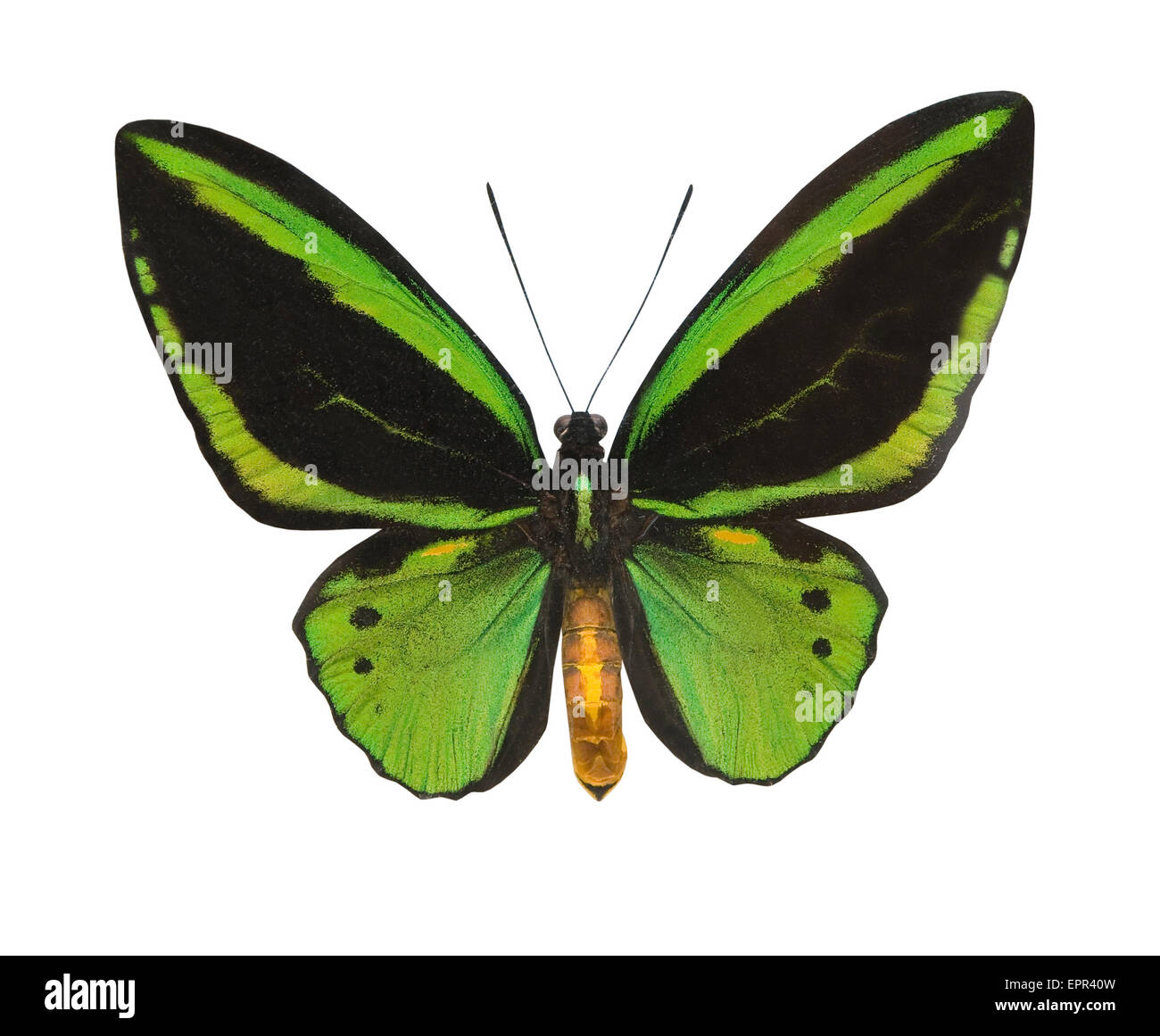 Green butterfly isolated on white Stock Photo - Alamy
