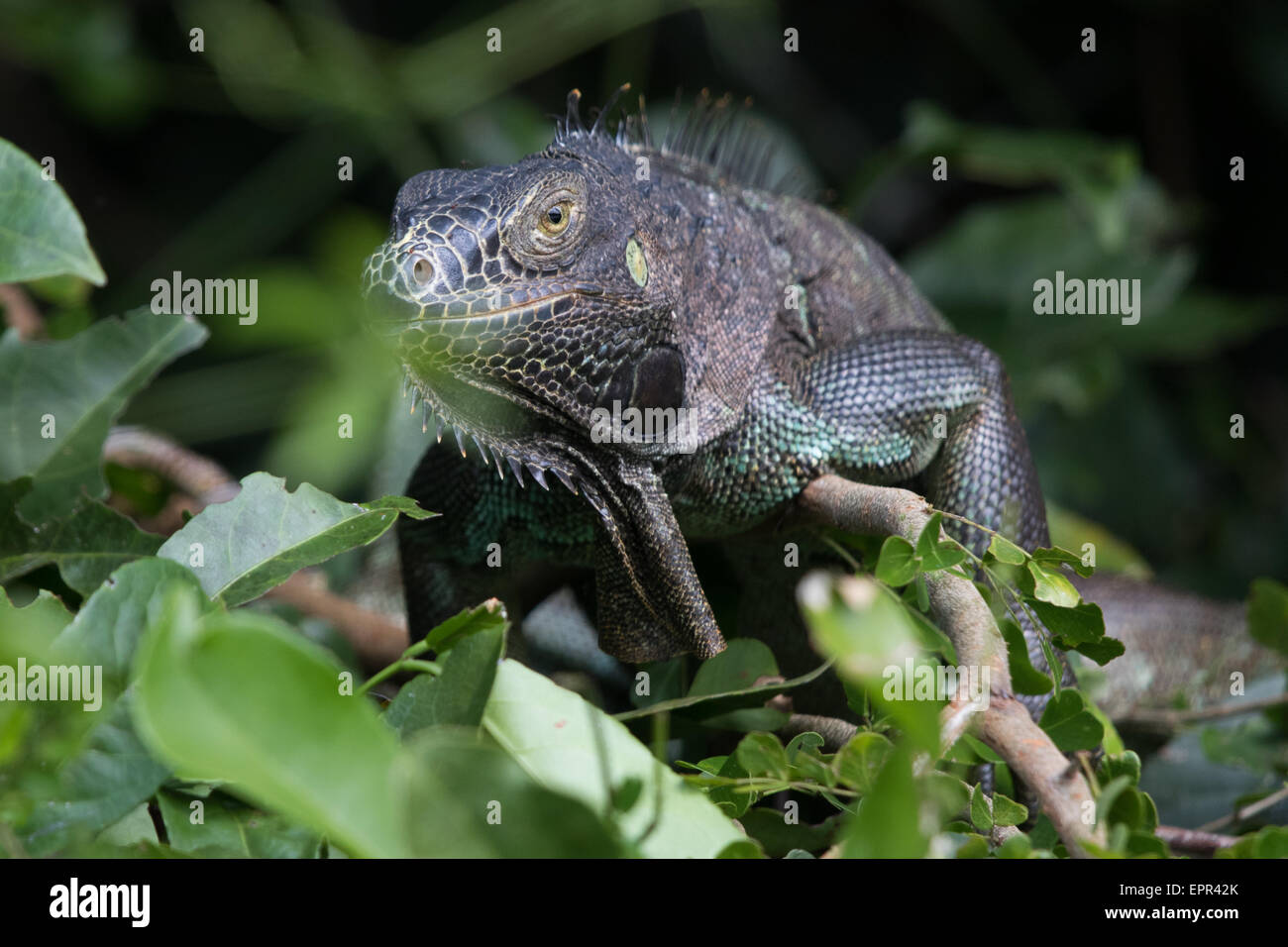 Female green iguana iguana iguana hi-res stock photography and images ...